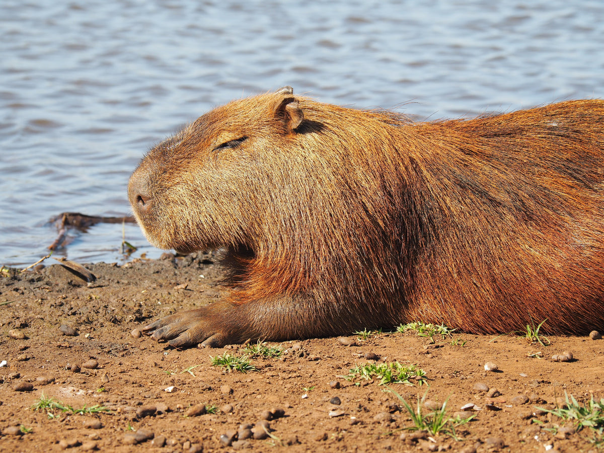 The Rise of the Capybaras - Why Everyone Needs a Capybara Plushie (+ O ...
